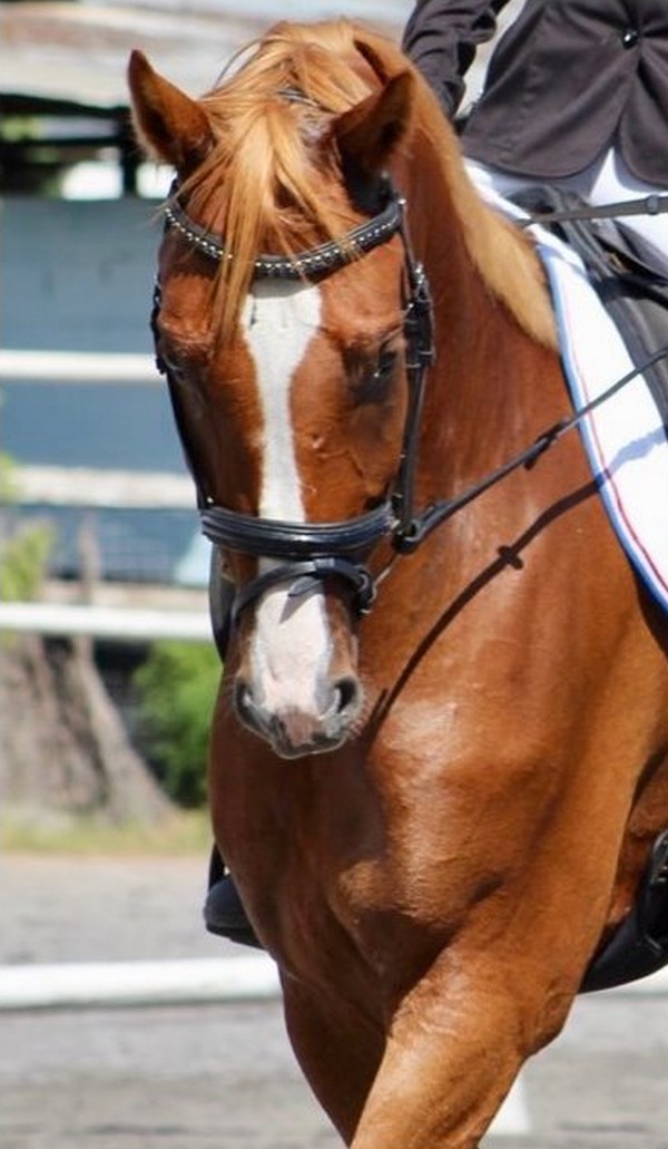 Dressage – CRE Réunion – Comité régional d’équitation 974